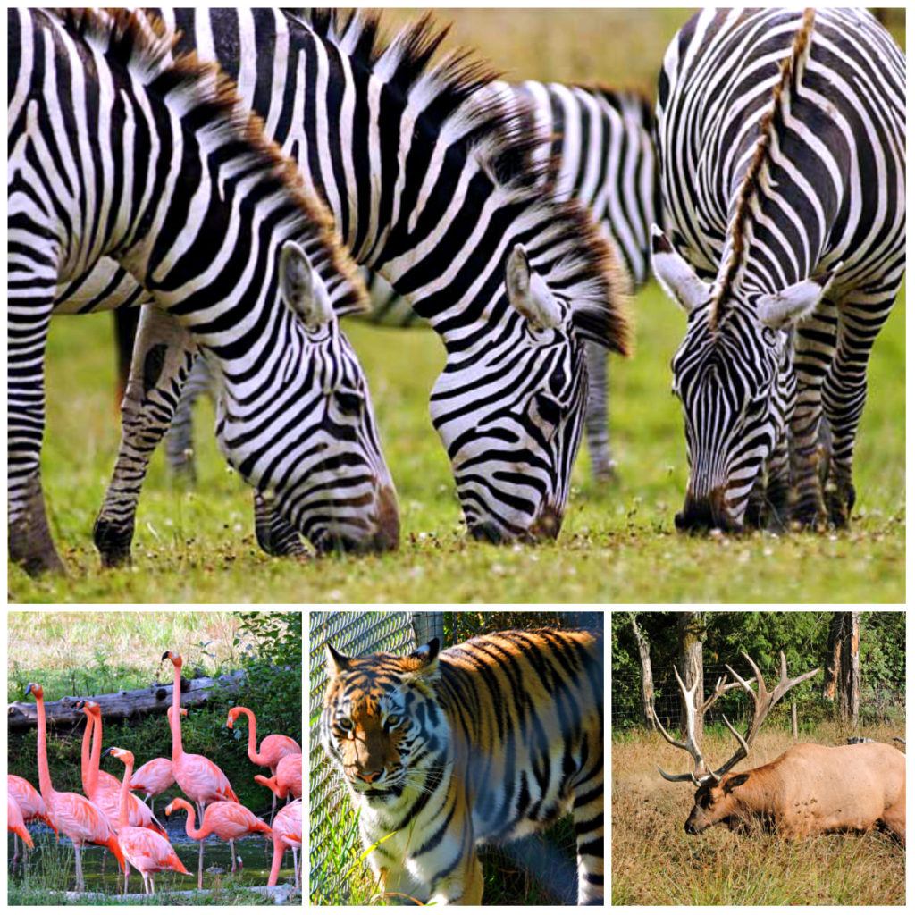 6 Tips For Families visiting Greater Vancouver Zoo - Traveling Islanders