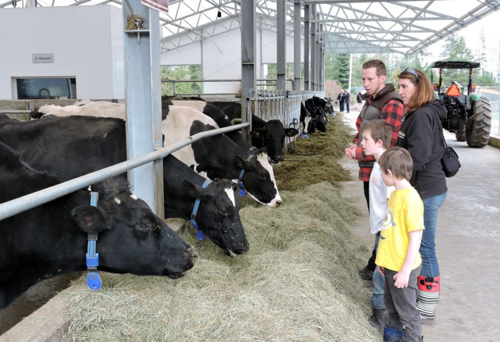 A Day At The Farm With Little Qualicum Cheeseworks