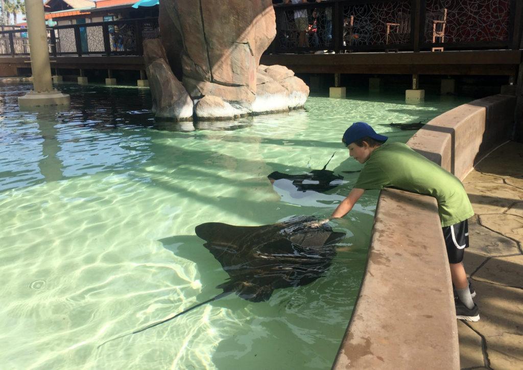Top 5 Reasons To Visit SeaWorld San Diego - Traveling Islanders