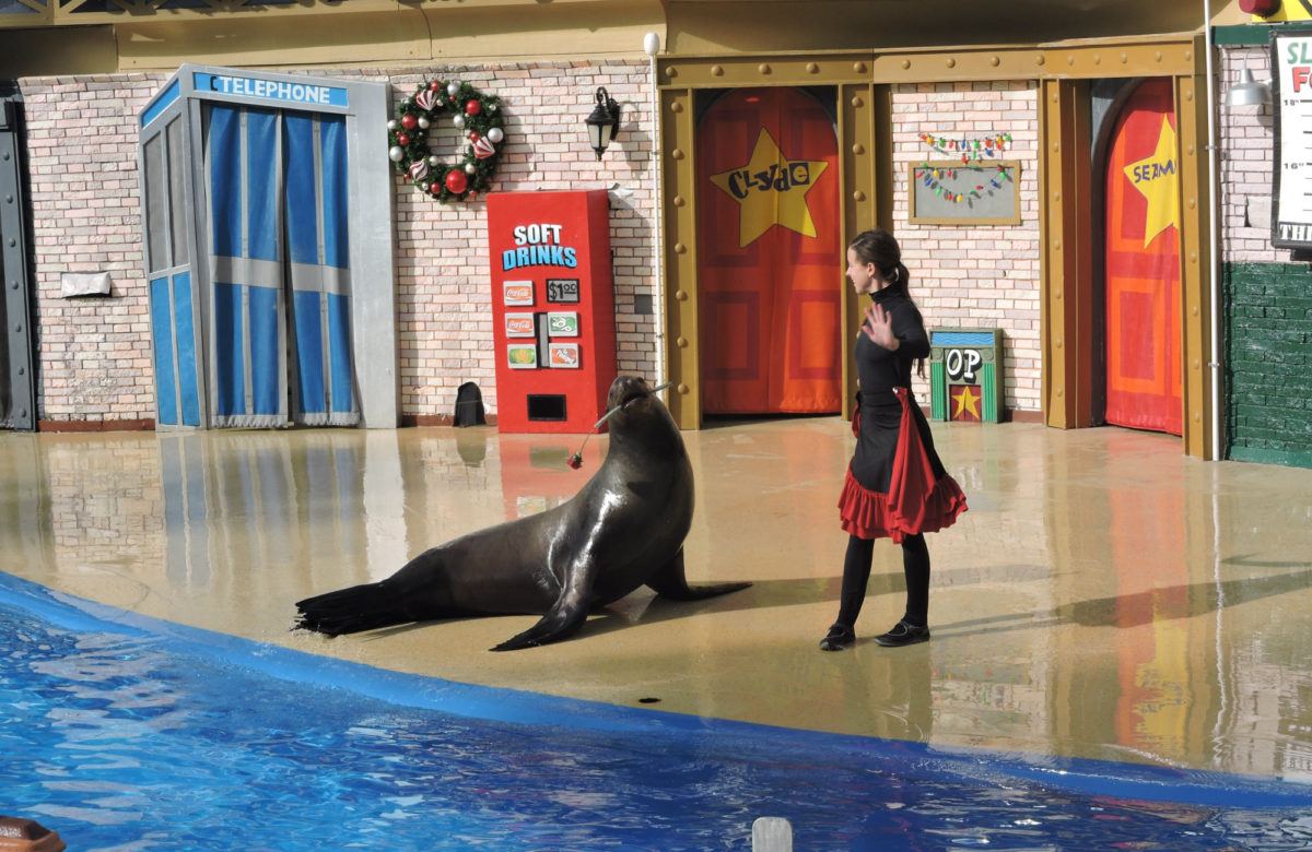 Top 5 Reasons To Visit SeaWorld San Diego - Traveling Islanders