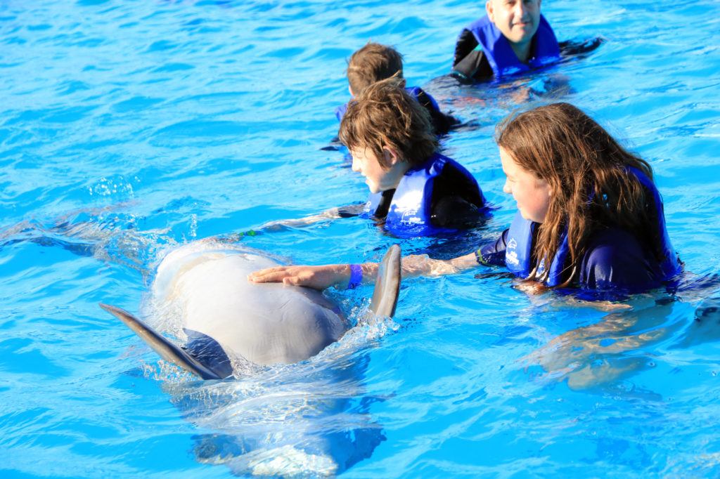 Swimming With Dolphins In Cabo And Making Dreams Come True! - Traveling ...